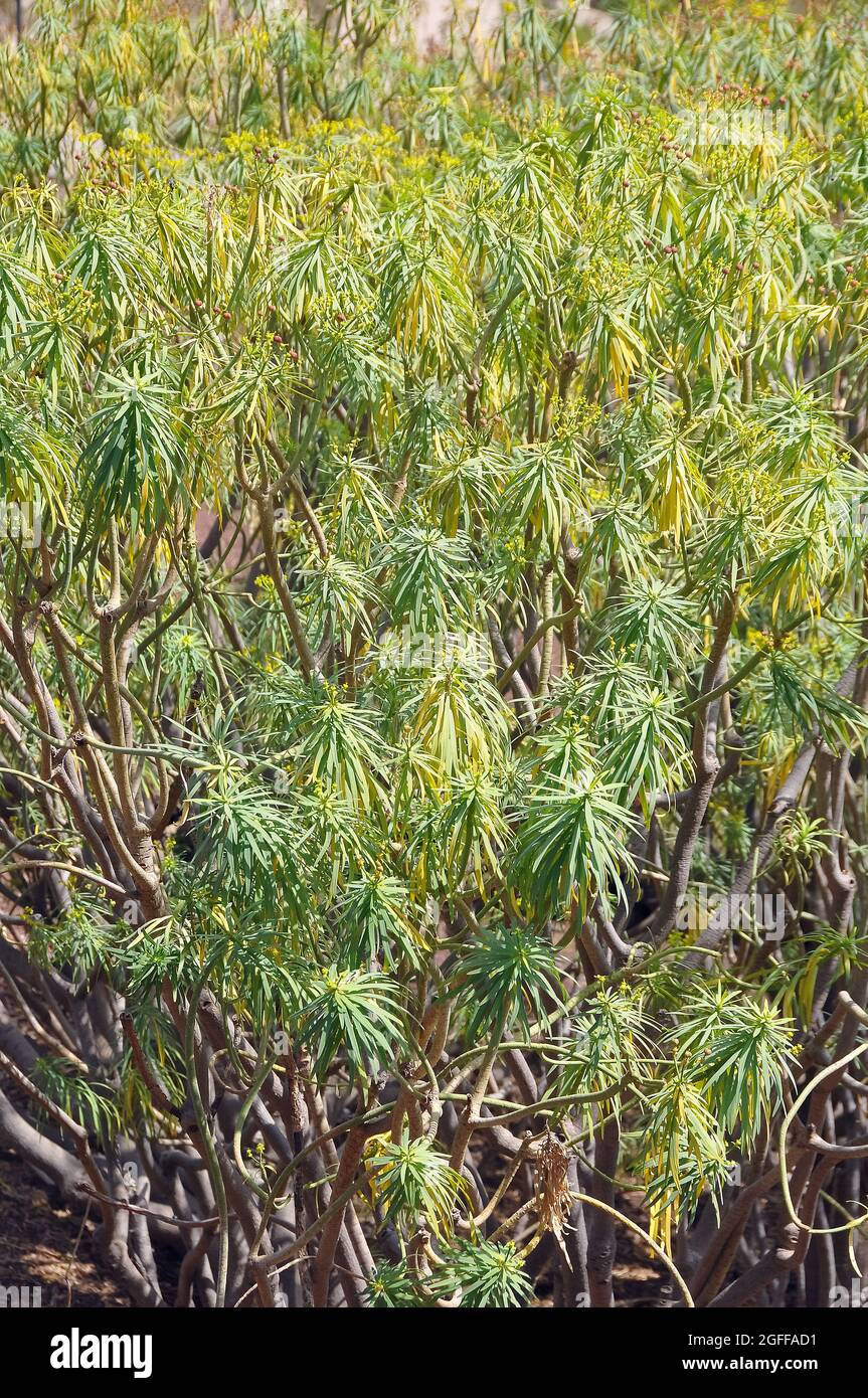 balsam spurge, Balsam-Wolfsmilch, Euphorbia balsamifera, kutyatej ...