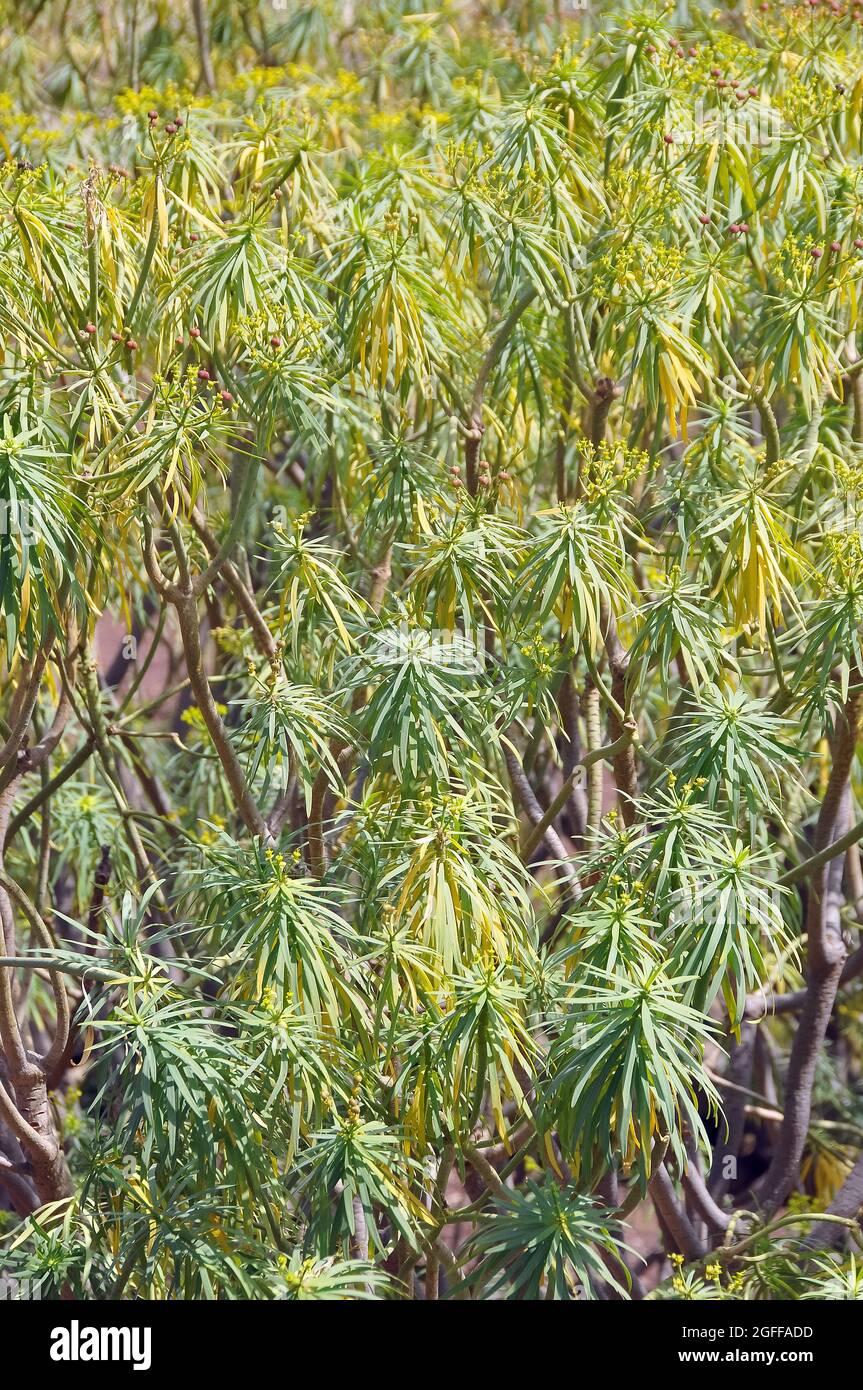 balsam spurge, Balsam-Wolfsmilch, Euphorbia balsamifera, kutyatej ...