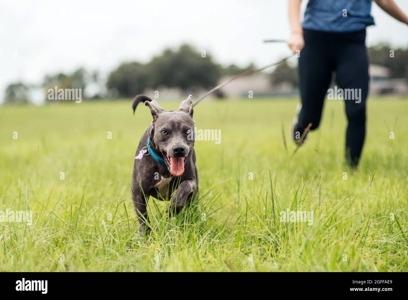 Gray american staffordshire terrier mix at the park on green grass ...