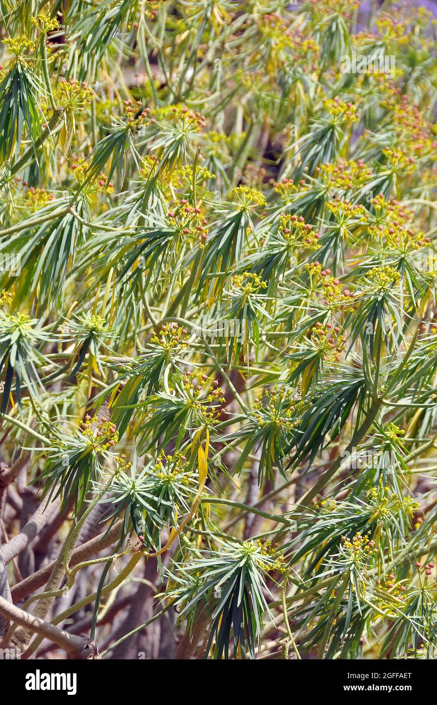 balsam spurge, Balsam-Wolfsmilch, Euphorbia balsamifera, kutyatej ...