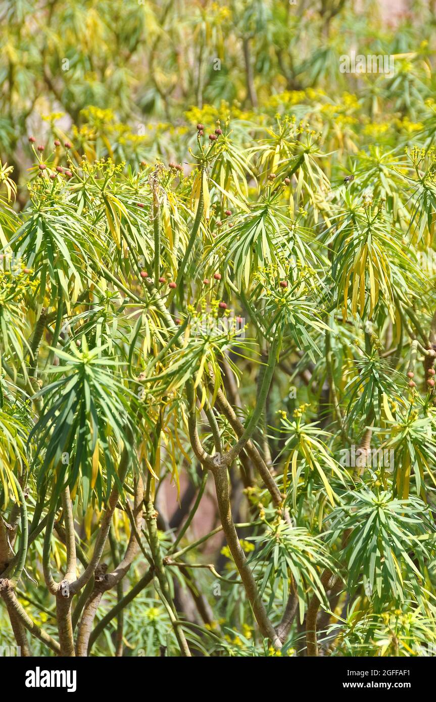 balsam spurge, Balsam-Wolfsmilch, Euphorbia balsamifera, kutyatej ...