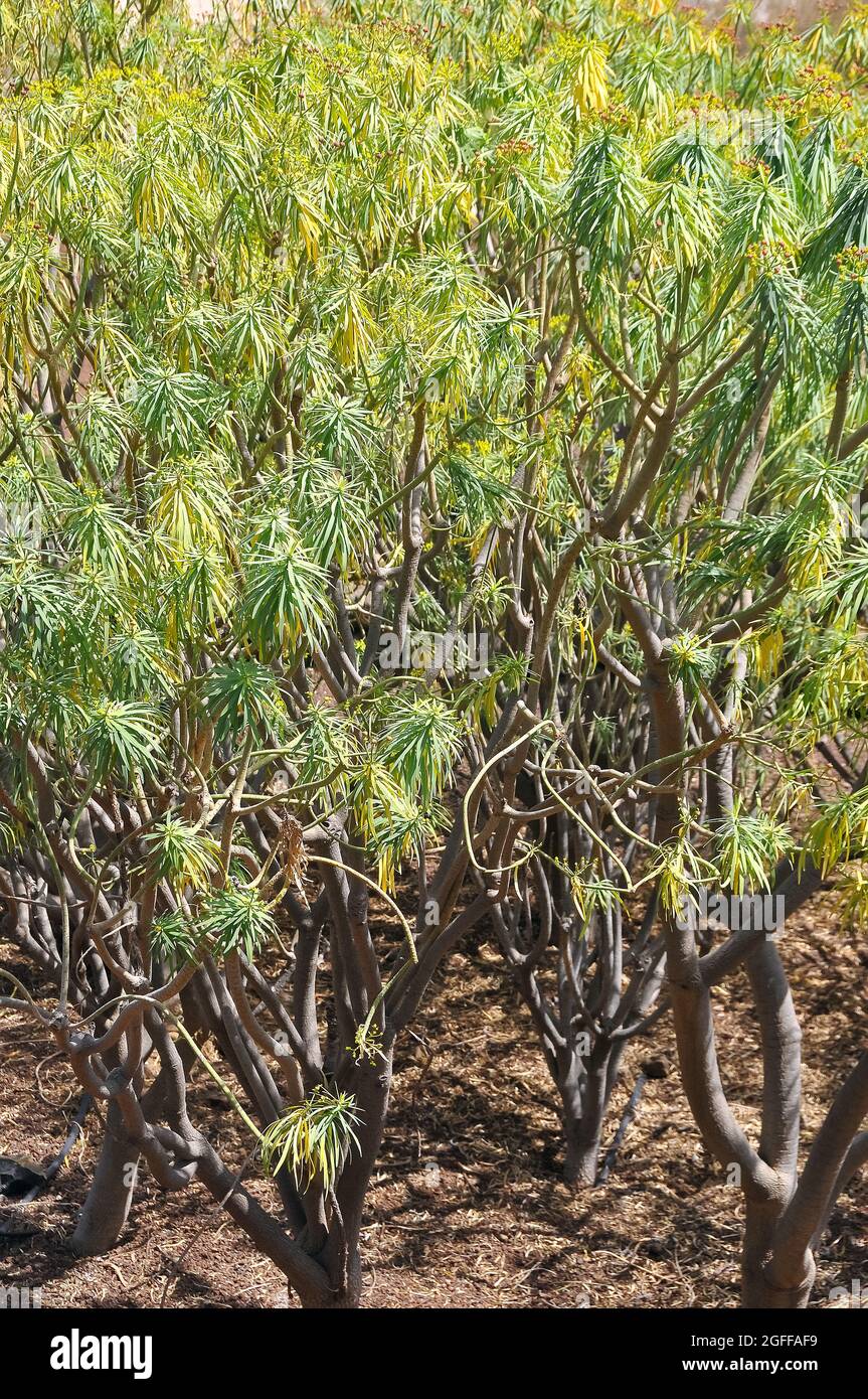 balsam spurge, Balsam-Wolfsmilch, Euphorbia balsamifera, kutyatej ...