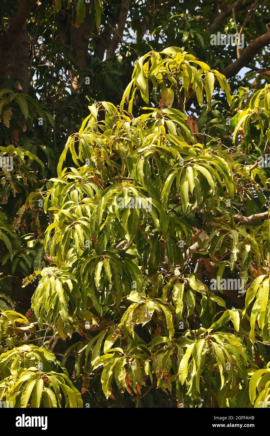 Mango tree, Mangifera indica, mangó, Tenerife, Canary Islands, Spain ...