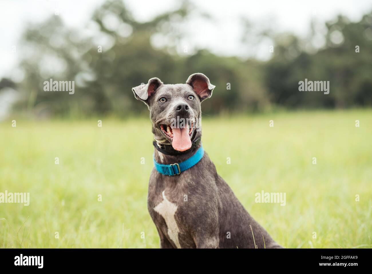 Gray american staffordshire terrier mix at the park on green grass ...