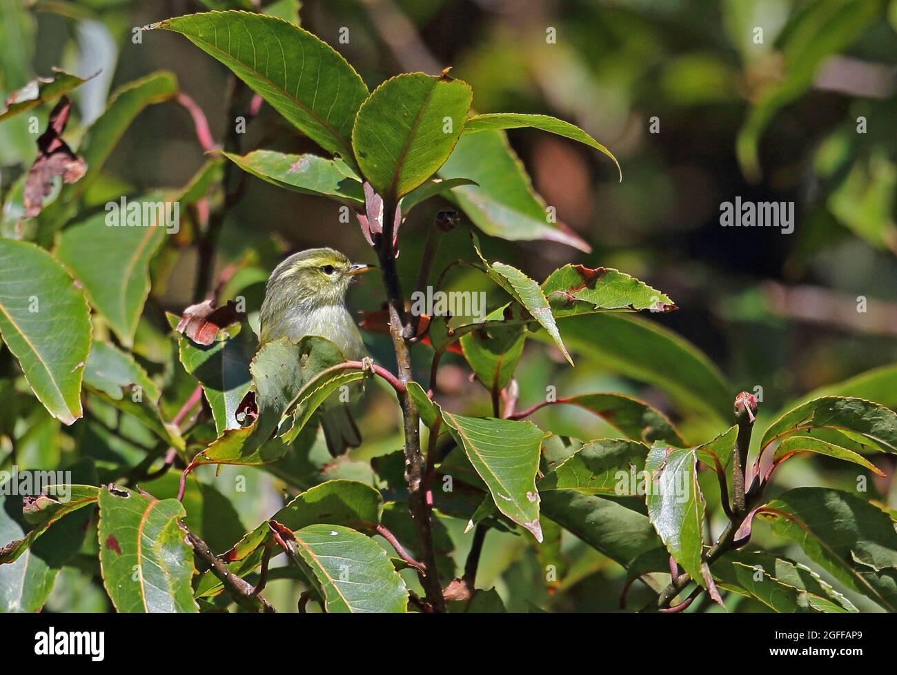Phylloscopus davisoni hi-res stock photography and images - Alamy