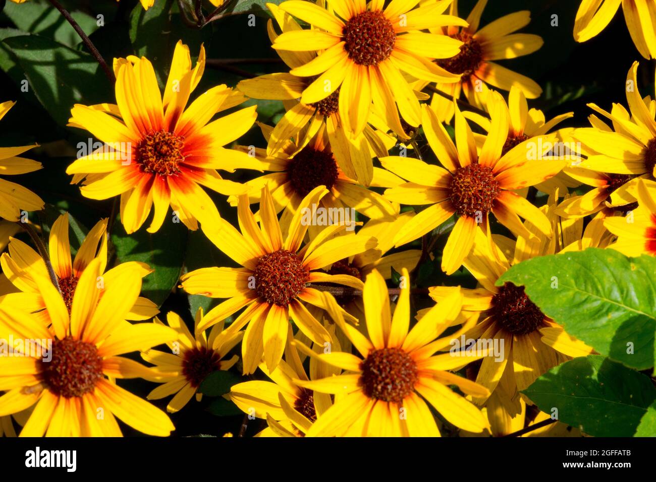 False Sunflower Scabra Heliopsis helianthoides 'Burning Hearts' Ox-eye ...