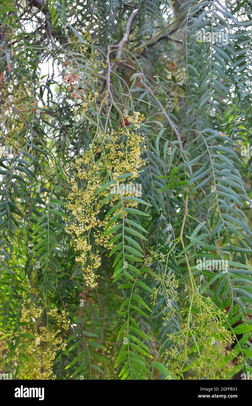 Schinus molle peruvian pepper hi-res stock photography and images - Alamy