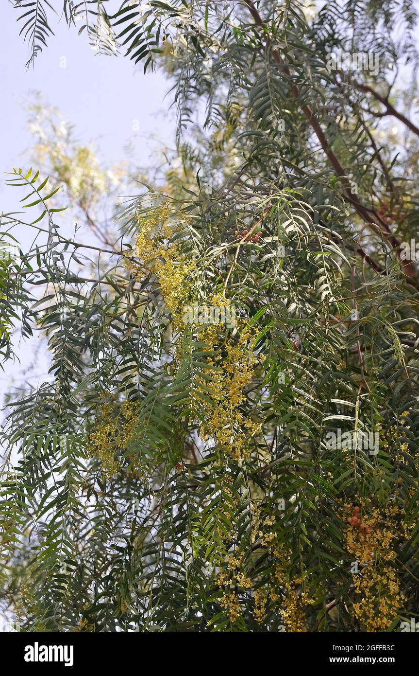 Peruvian pepper, Peruvian peppertree, Peruanischer Pfefferbaum, Schinus ...