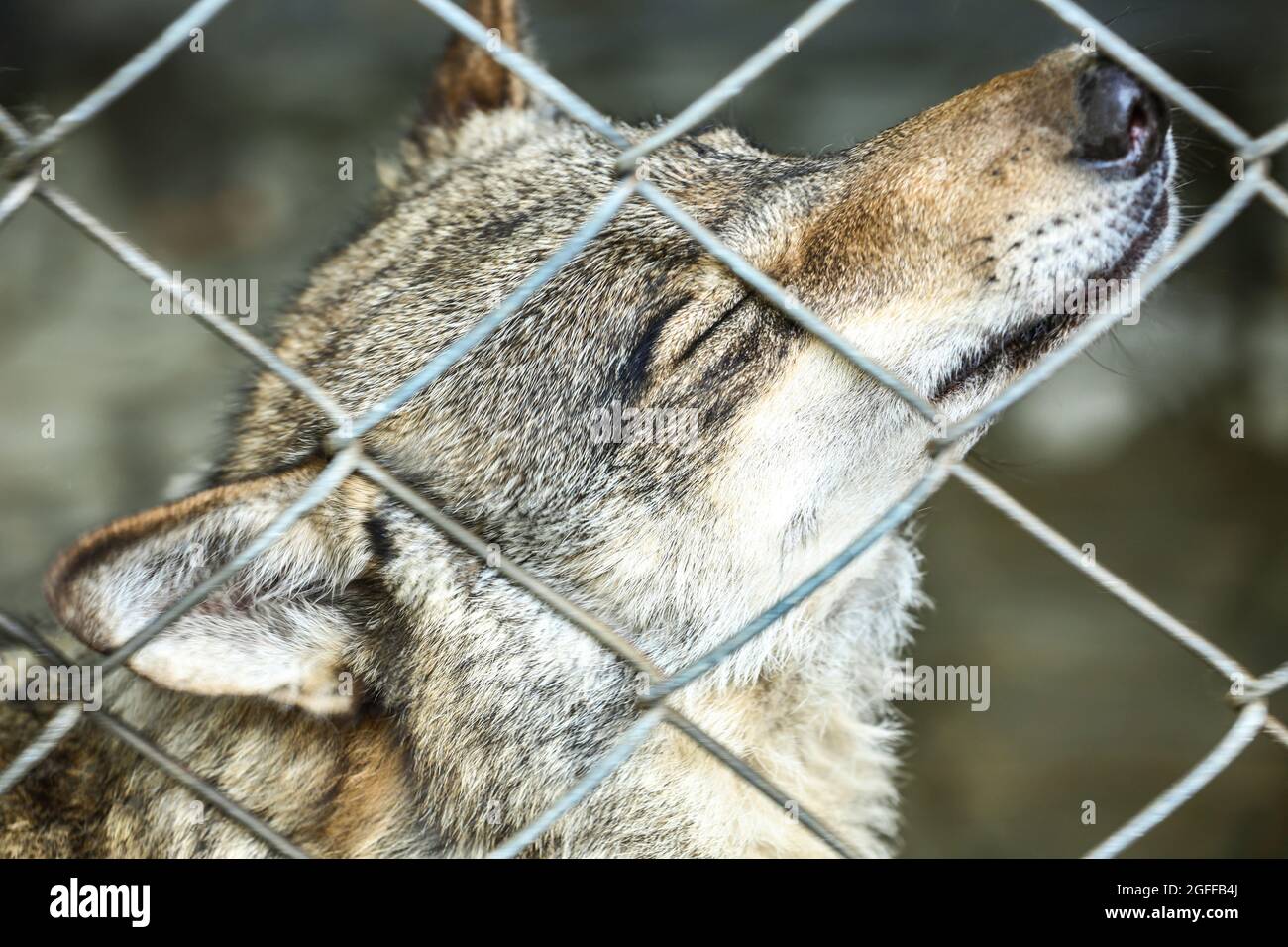 Zoo cage shadows hi-res stock photography and images - Alamy