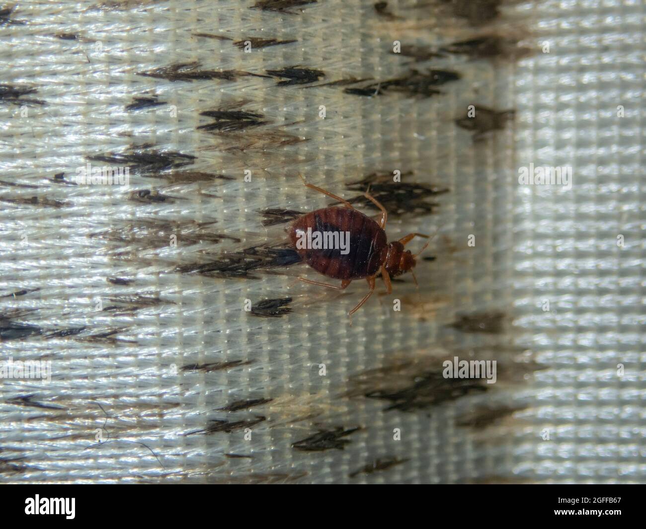 Infection with bed bugs, bugs are invisible on the mattress. Adults are ...