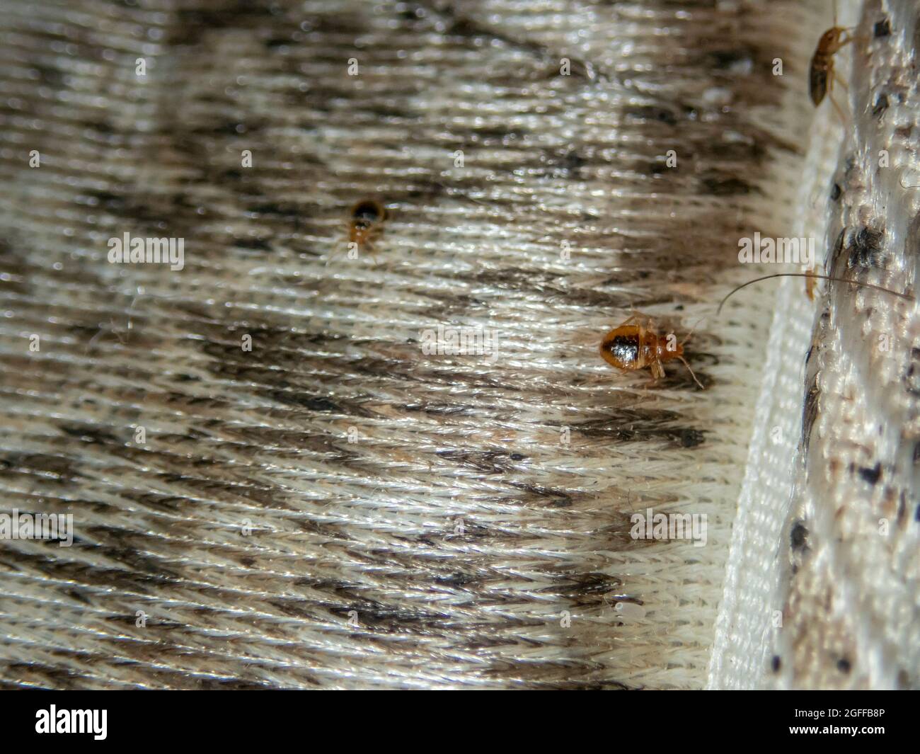 Infection with bed bugs, bugs are invisible on the mattress. Adults are ...