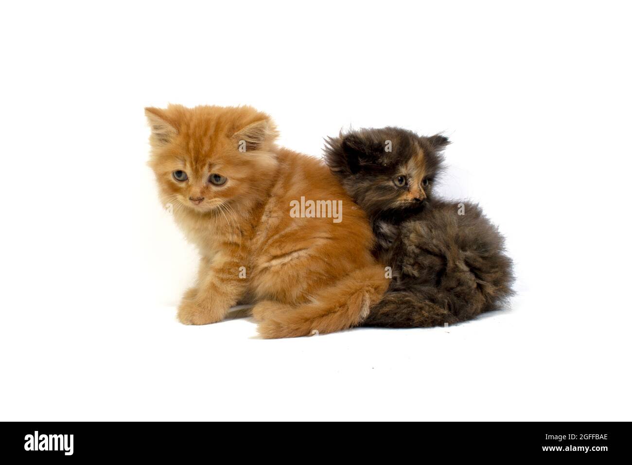 Cute pretty Ragdoll kitten with petunia blooms in foreground Stock ...