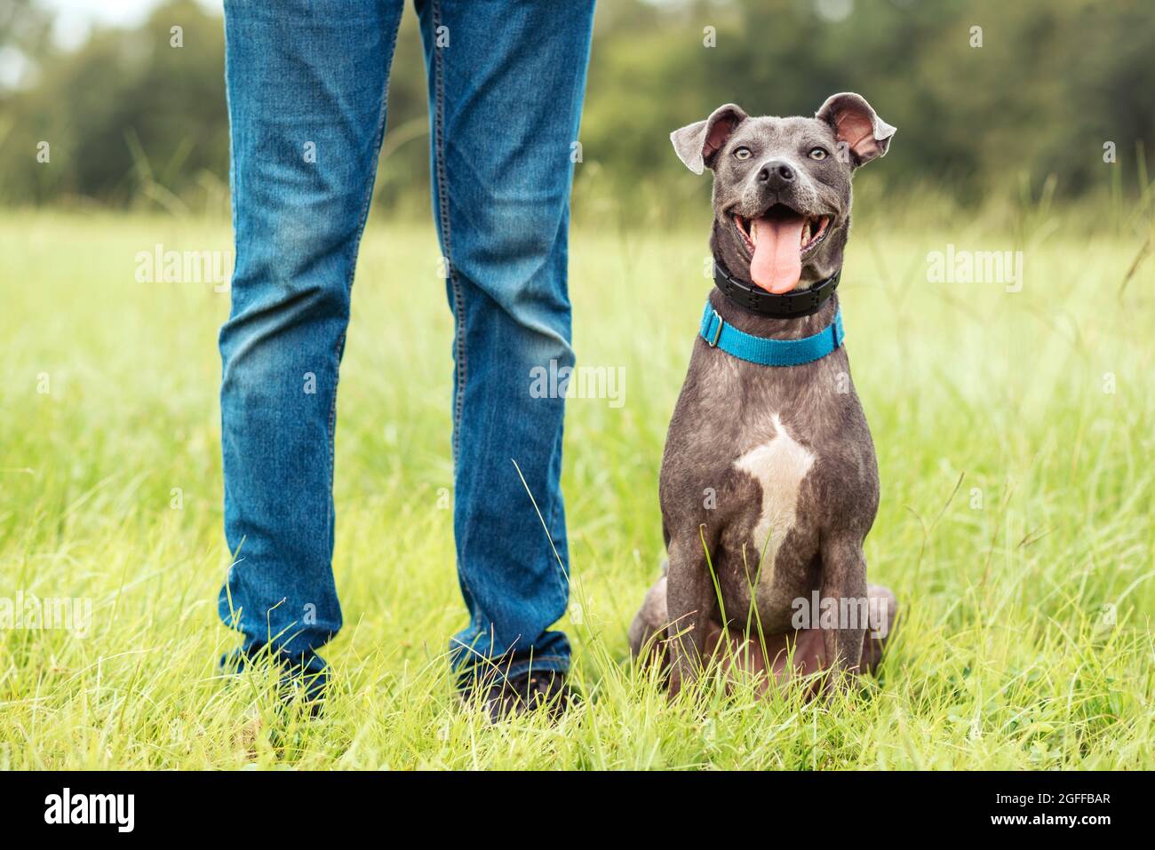 Gray american staffordshire terrier mix at the park on green grass ...