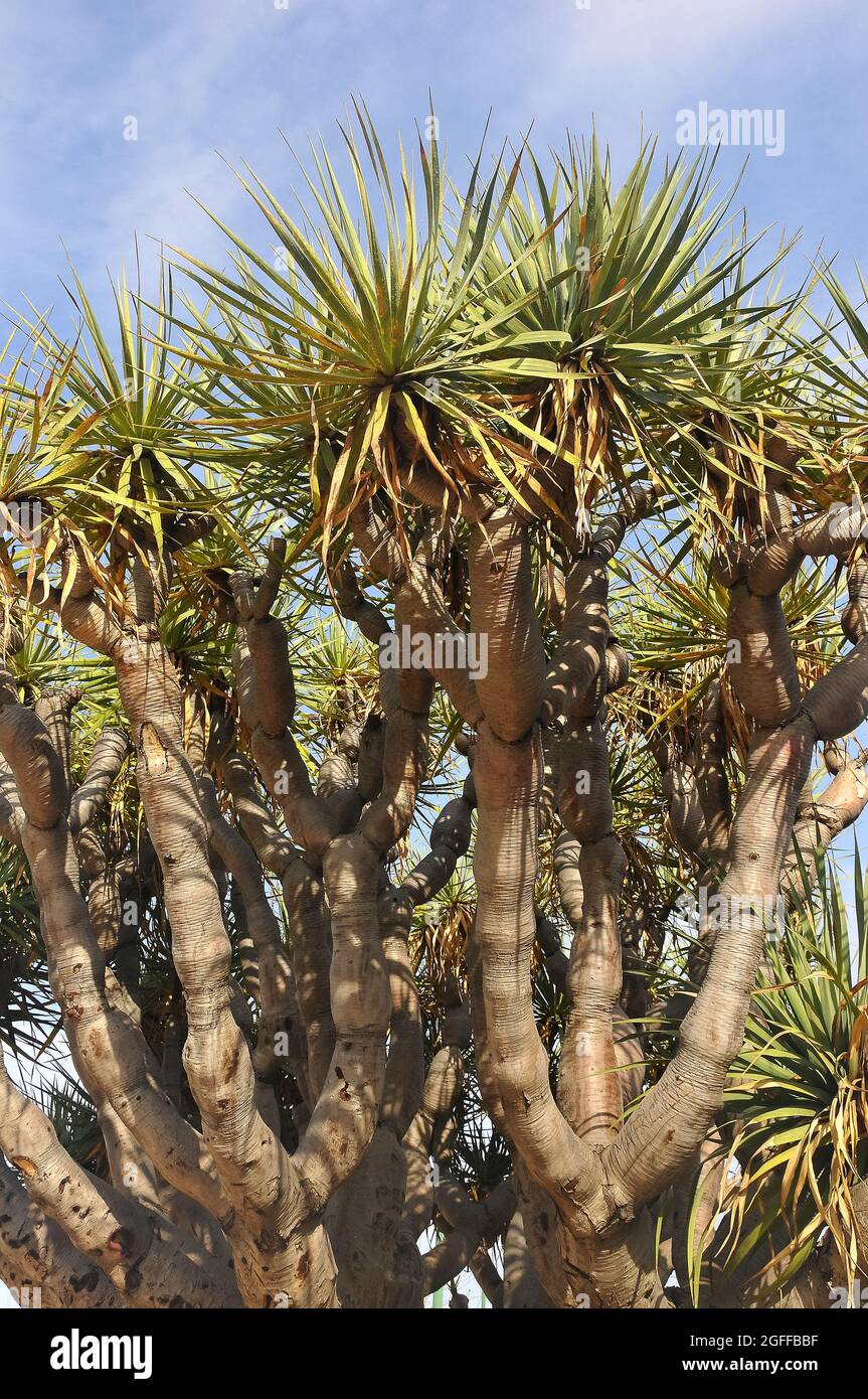 Canary Islands dragon tree or drago, Kanarischer Drachenbaum, Dracaena ...