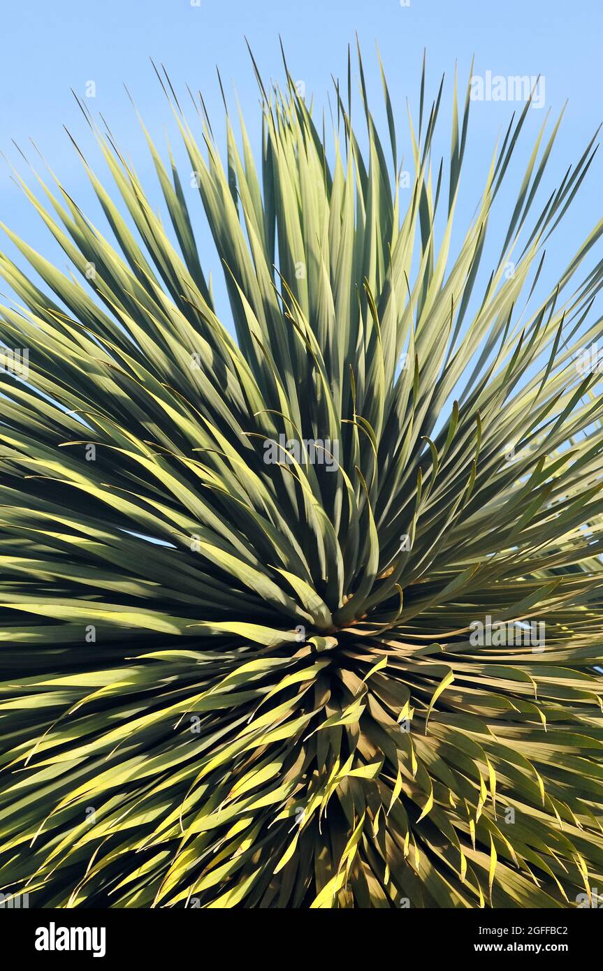 Canary Islands dragon tree or drago, Kanarischer Drachenbaum, Dracaena ...