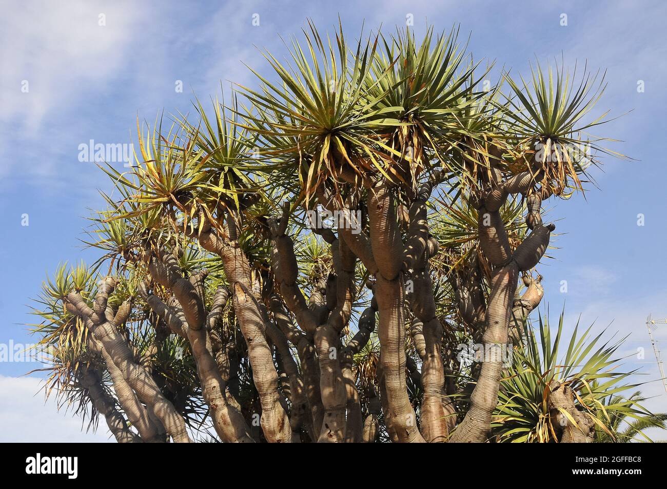 Canary Islands dragon tree or drago, Kanarischer Drachenbaum, Dracaena ...