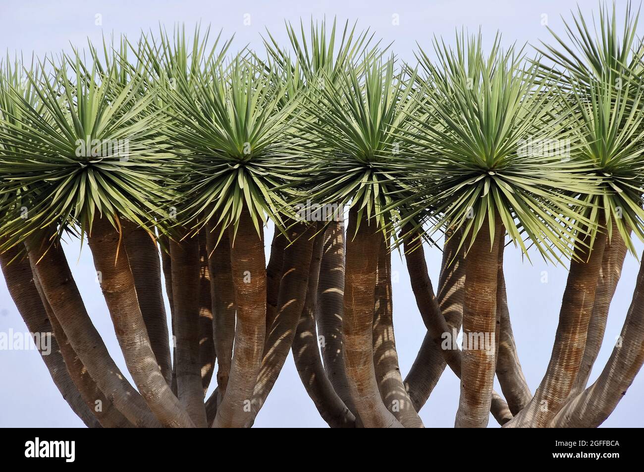 Canary Islands dragon tree or drago, Kanarischer Drachenbaum, Dracaena ...