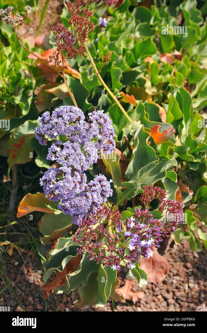 Strauchiger strandflieder hi-res stock photography and images - Alamy