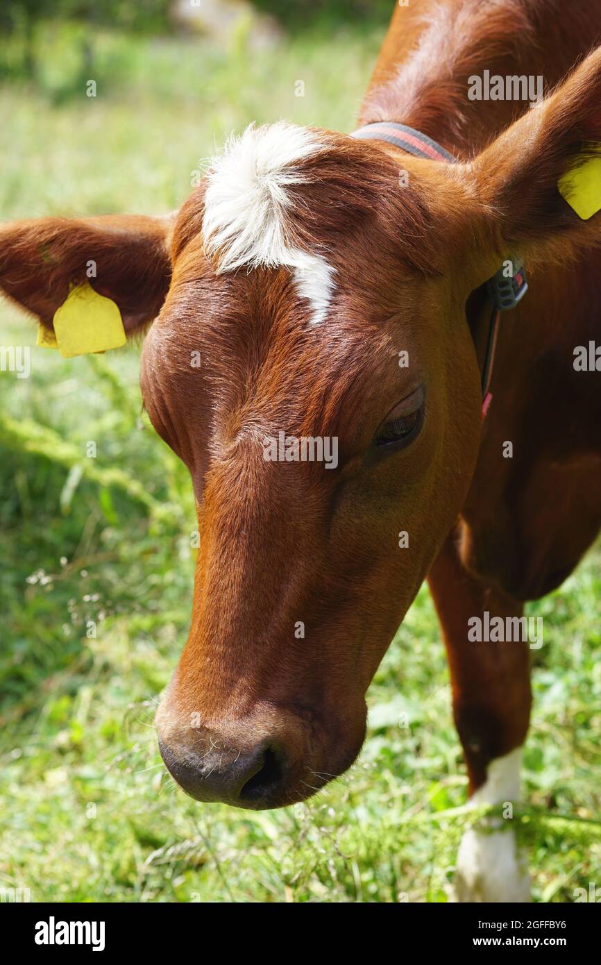Norwegian cow hi-res stock photography and images - Alamy