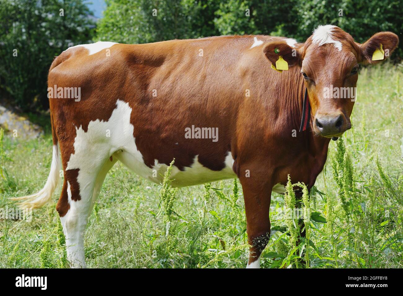 Taurine cattle hi-res stock photography and images - Alamy