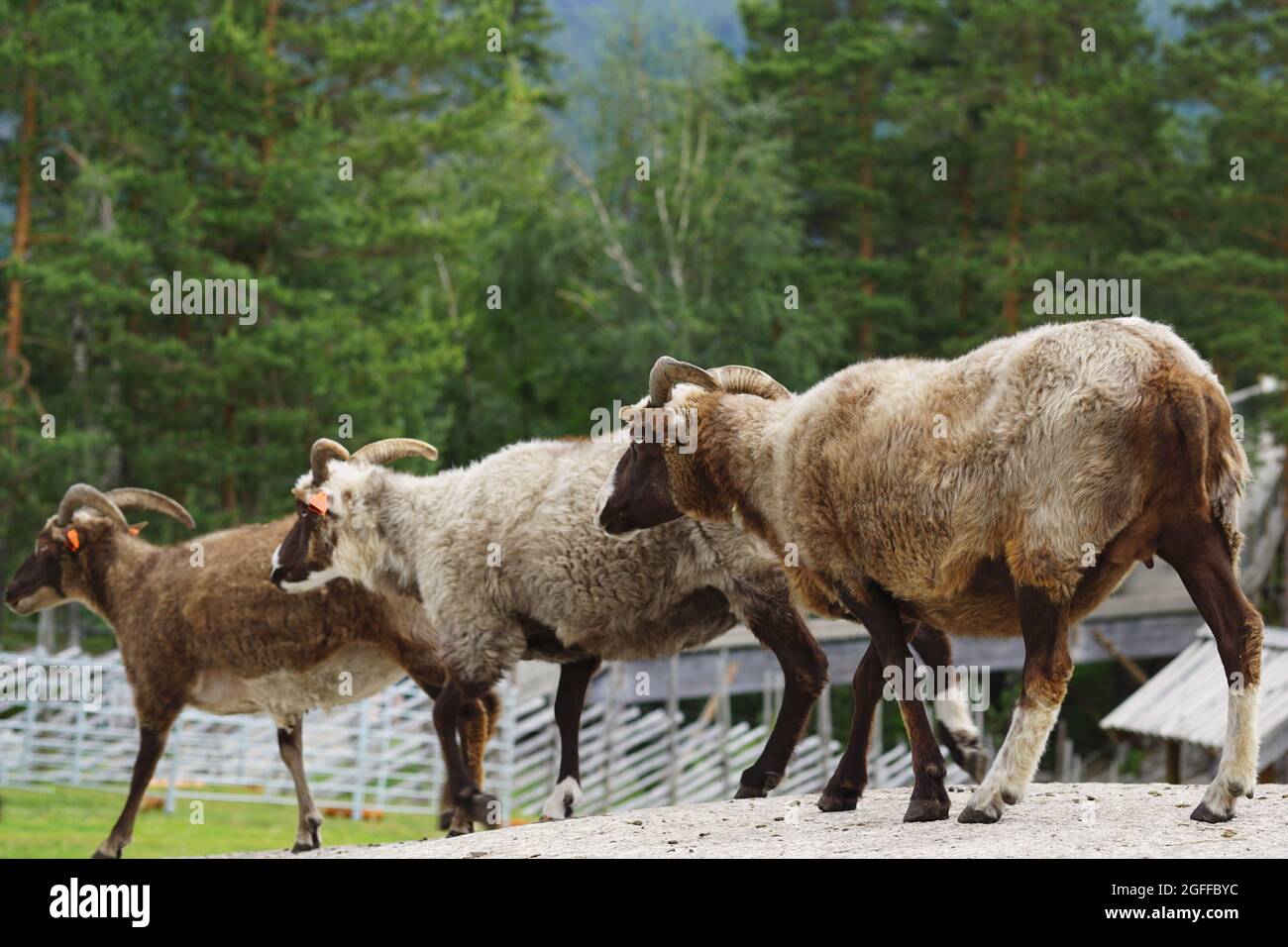 Line sheep walking in hi-res stock photography and images - Alamy