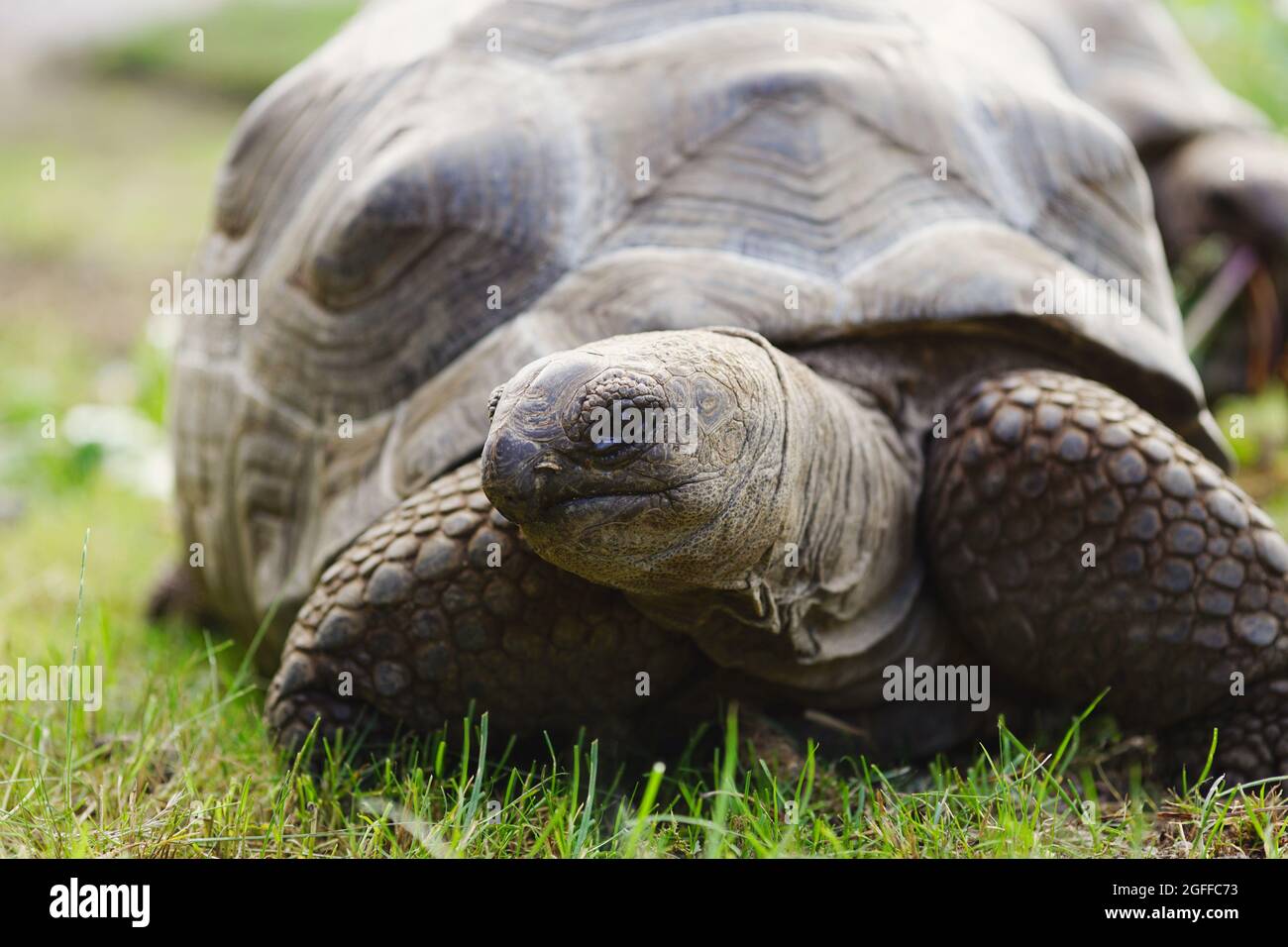 Aldabra giant tortoise Stock Photo - Alamy