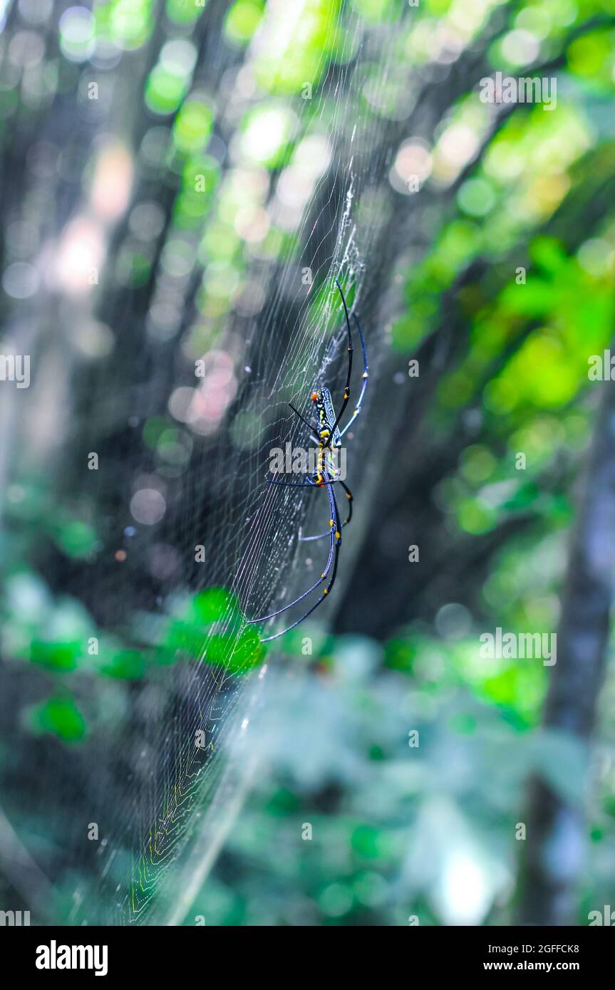 Black and yellow spider sitting on the web with the background. Black ...