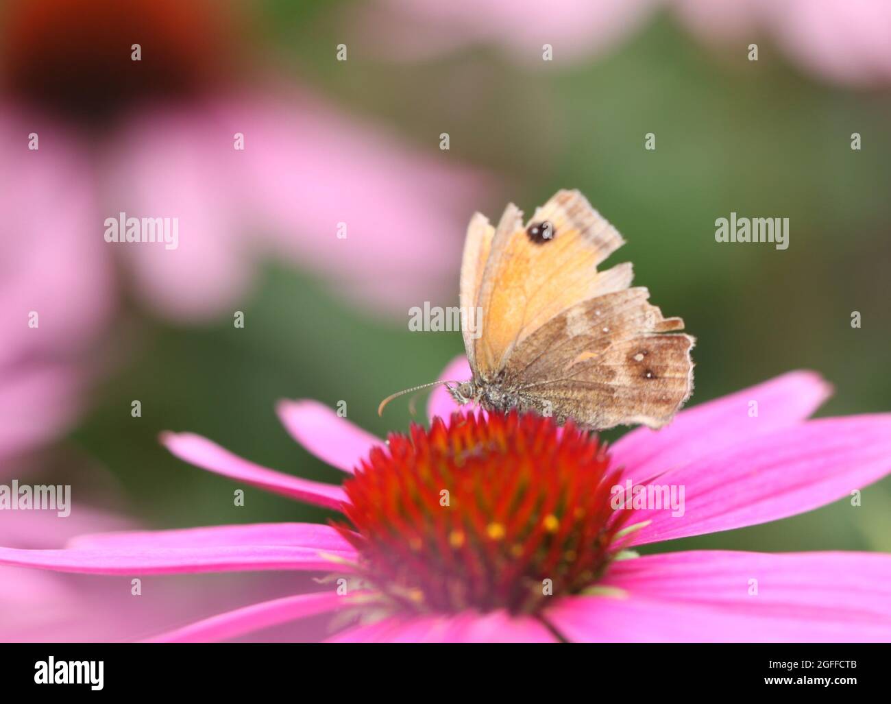 Gatekeeper butterfly / Pyronia tithonus nectaring on a purple ...