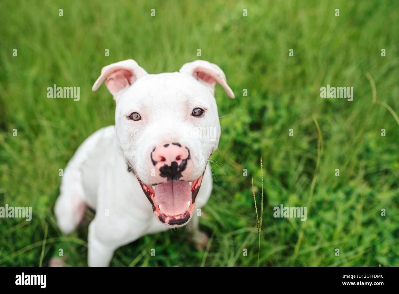 White American Staffordshire terrier puppy standing on grass Stock ...