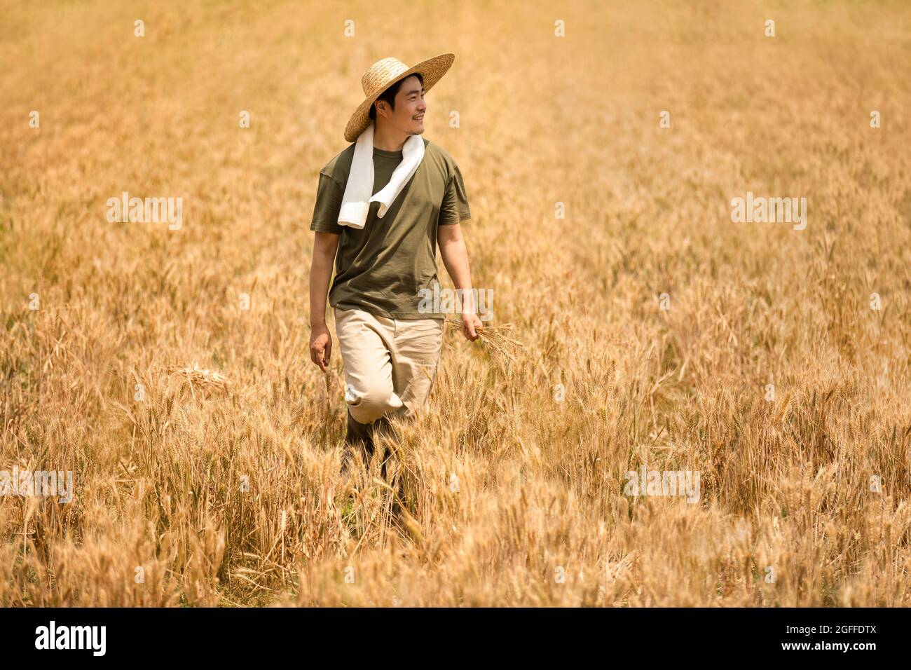 Farmer harvesting in wheat field Stock Photo - Alamy