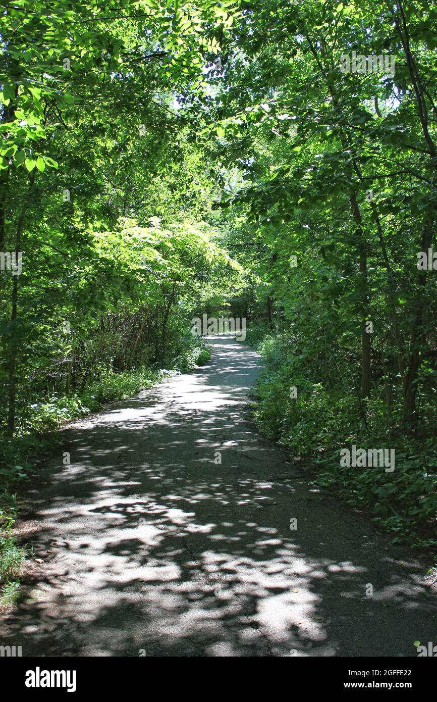Quiet walking trail winding thru the summer woods while leading on a ...