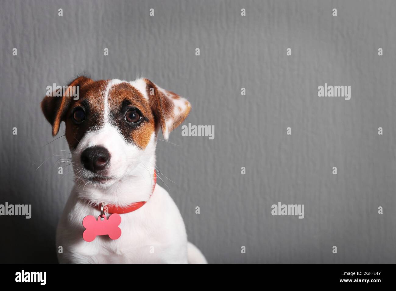 Cute small dog Jack Russell terrier on dark background Stock Photo - Alamy