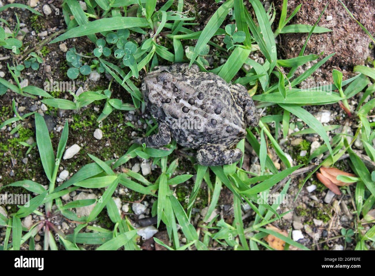 Toad jumping around the garden on a beautiful sunny summer day Stock ...