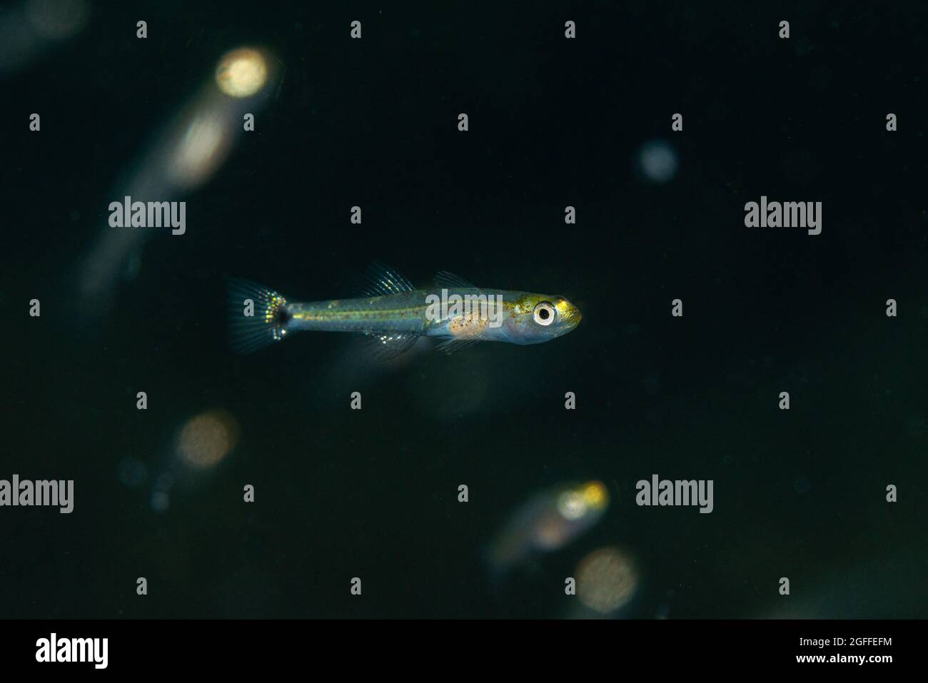 Two spotted goby hi-res stock photography and images - Alamy