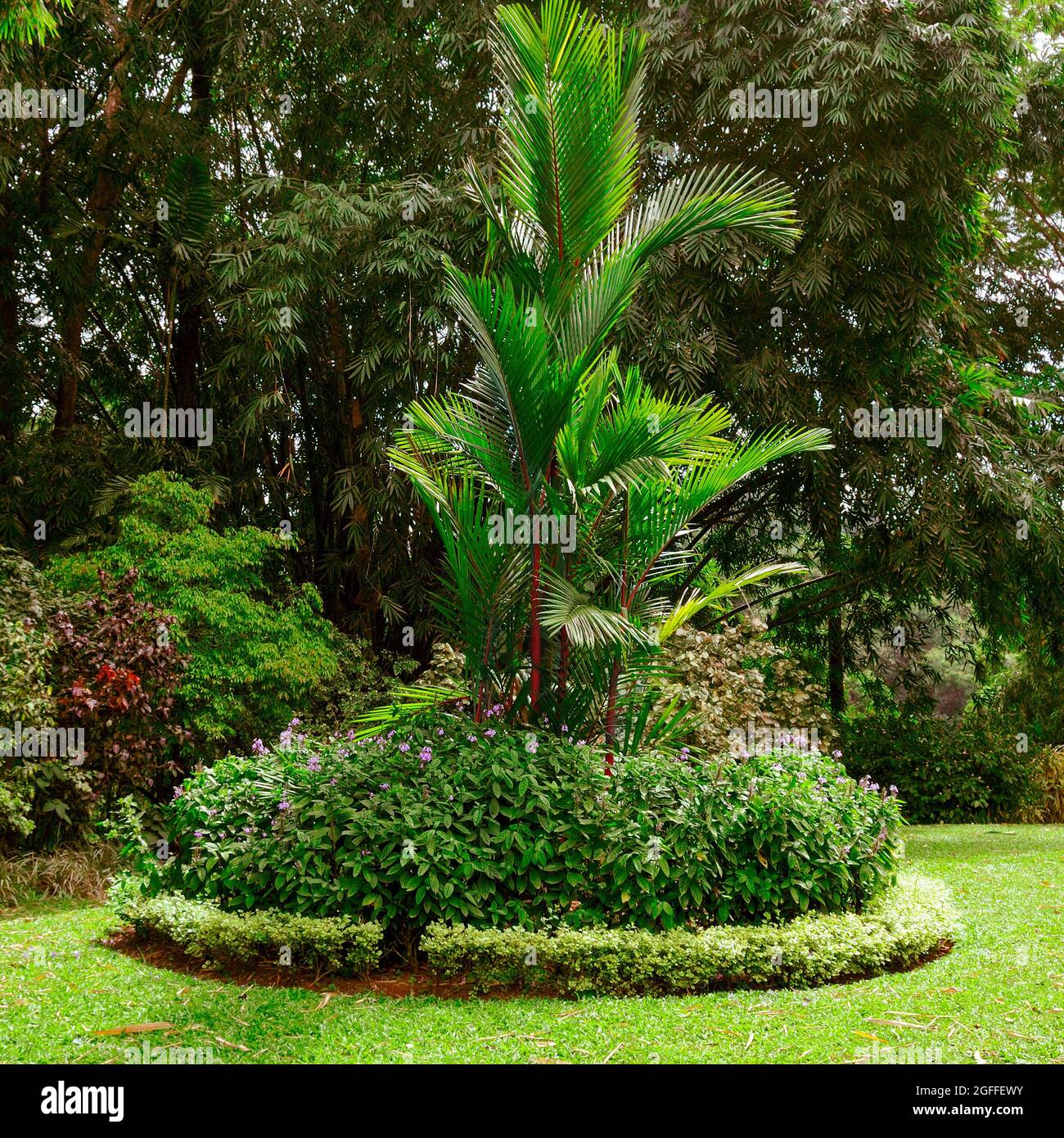 Magnificent tropical park with beautiful trees and flowers Stock Photo ...