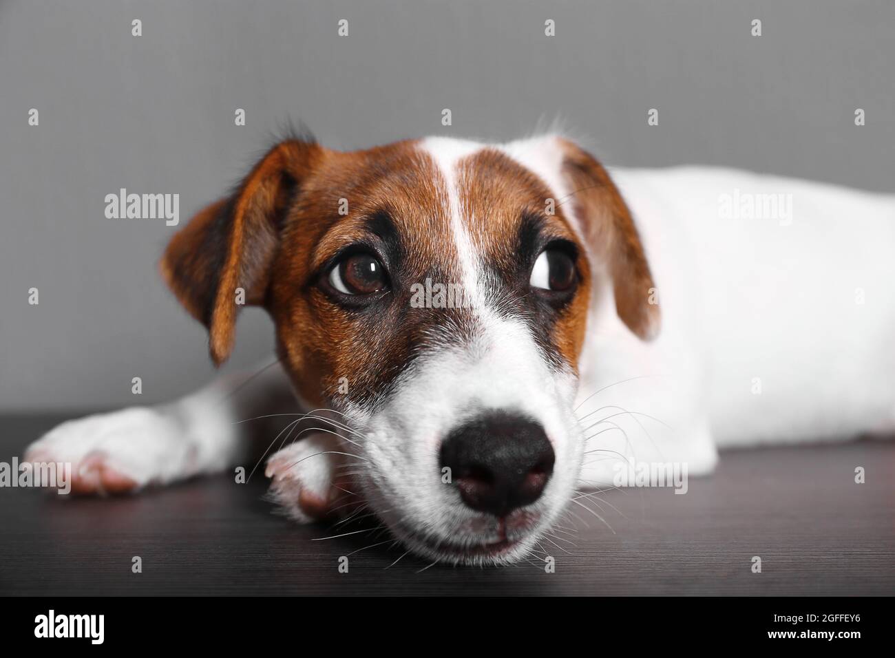 Cute small dog Jack Russell terrier on dark background Stock Photo - Alamy