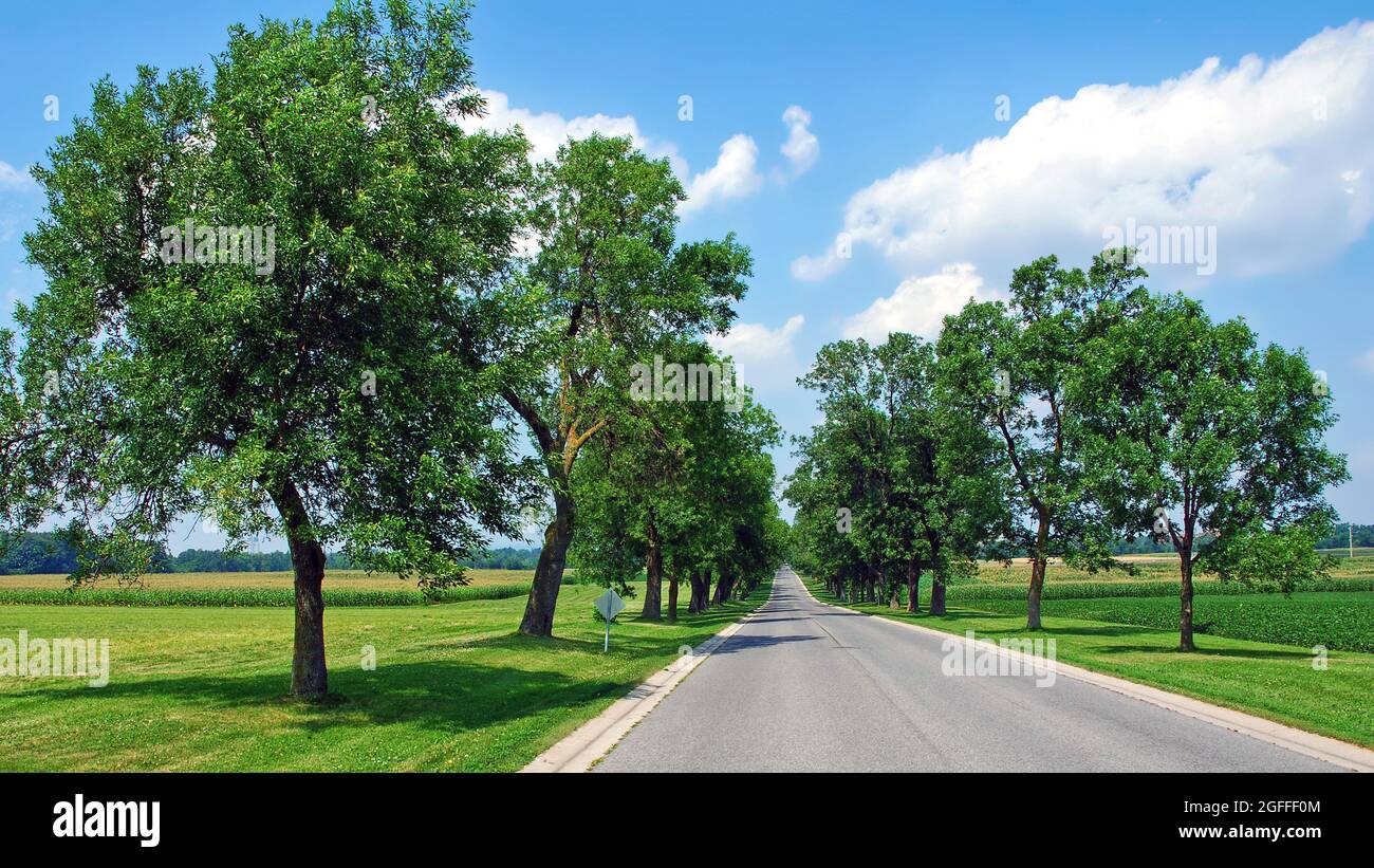 Row of trees on a diminishing country road on a beautiful country day ...