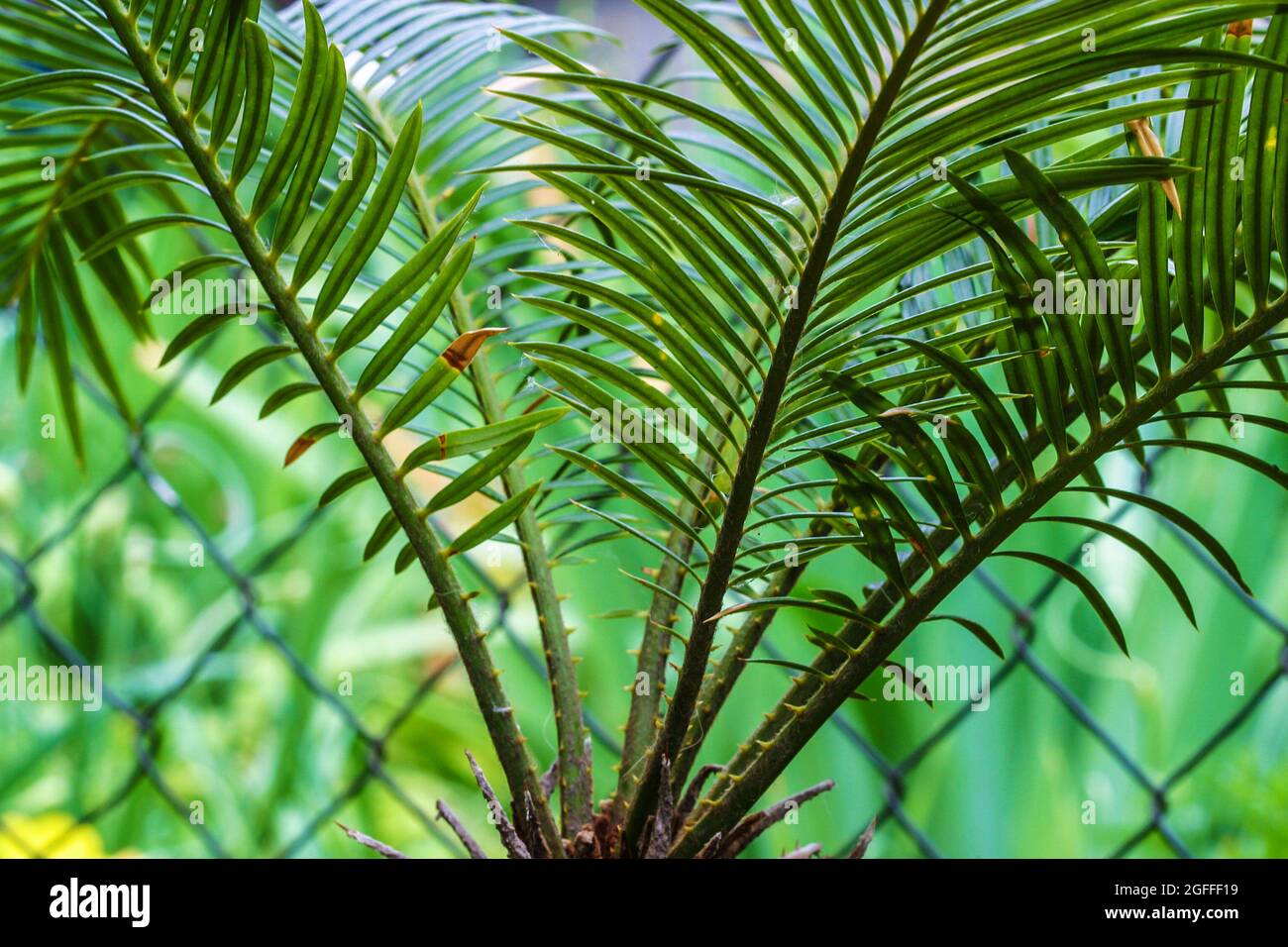 Sago palm trunk hi-res stock photography and images - Alamy