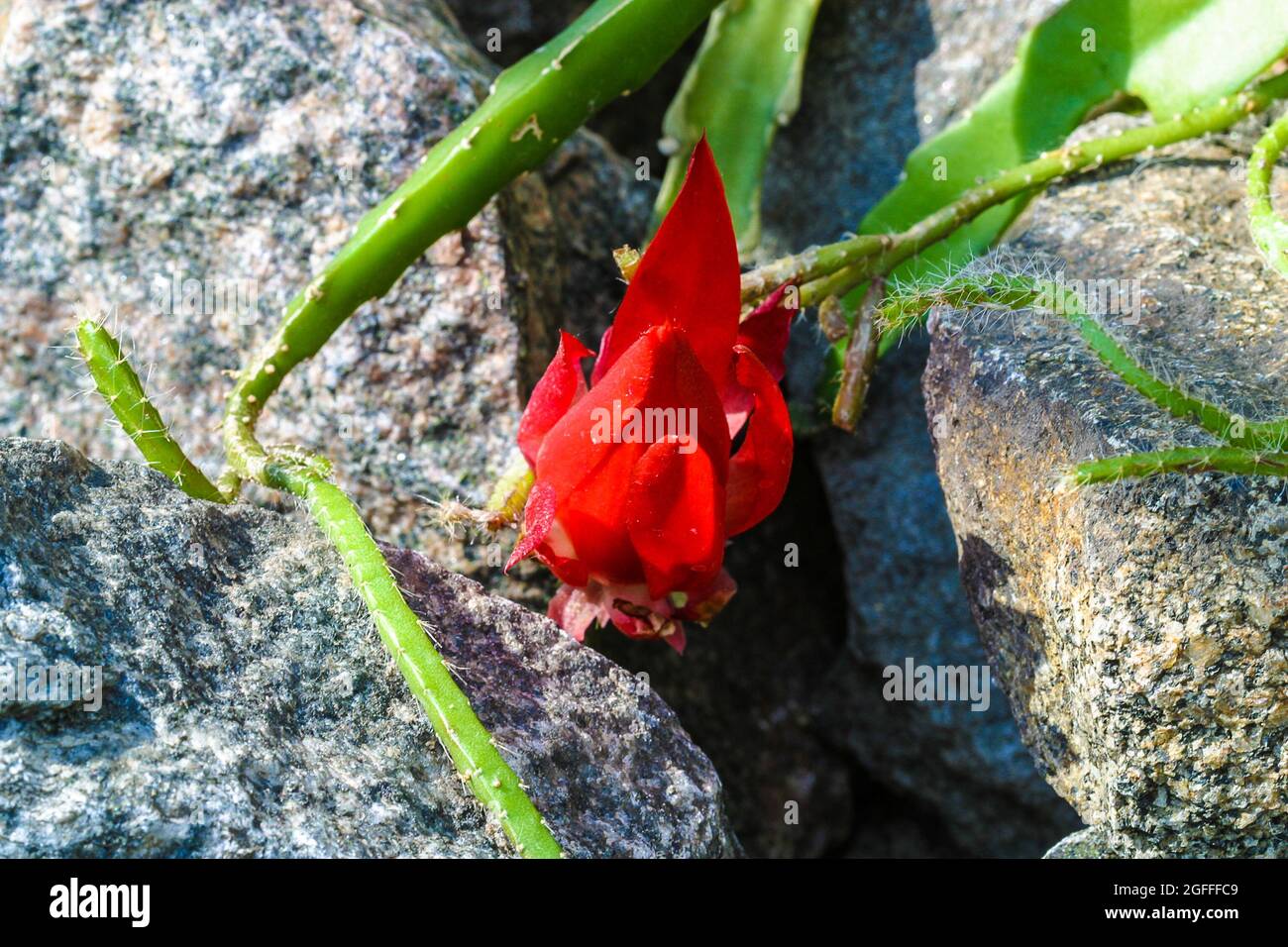 Red flower of epiphyllum climbing inside a rock Stock Photo - Alamy