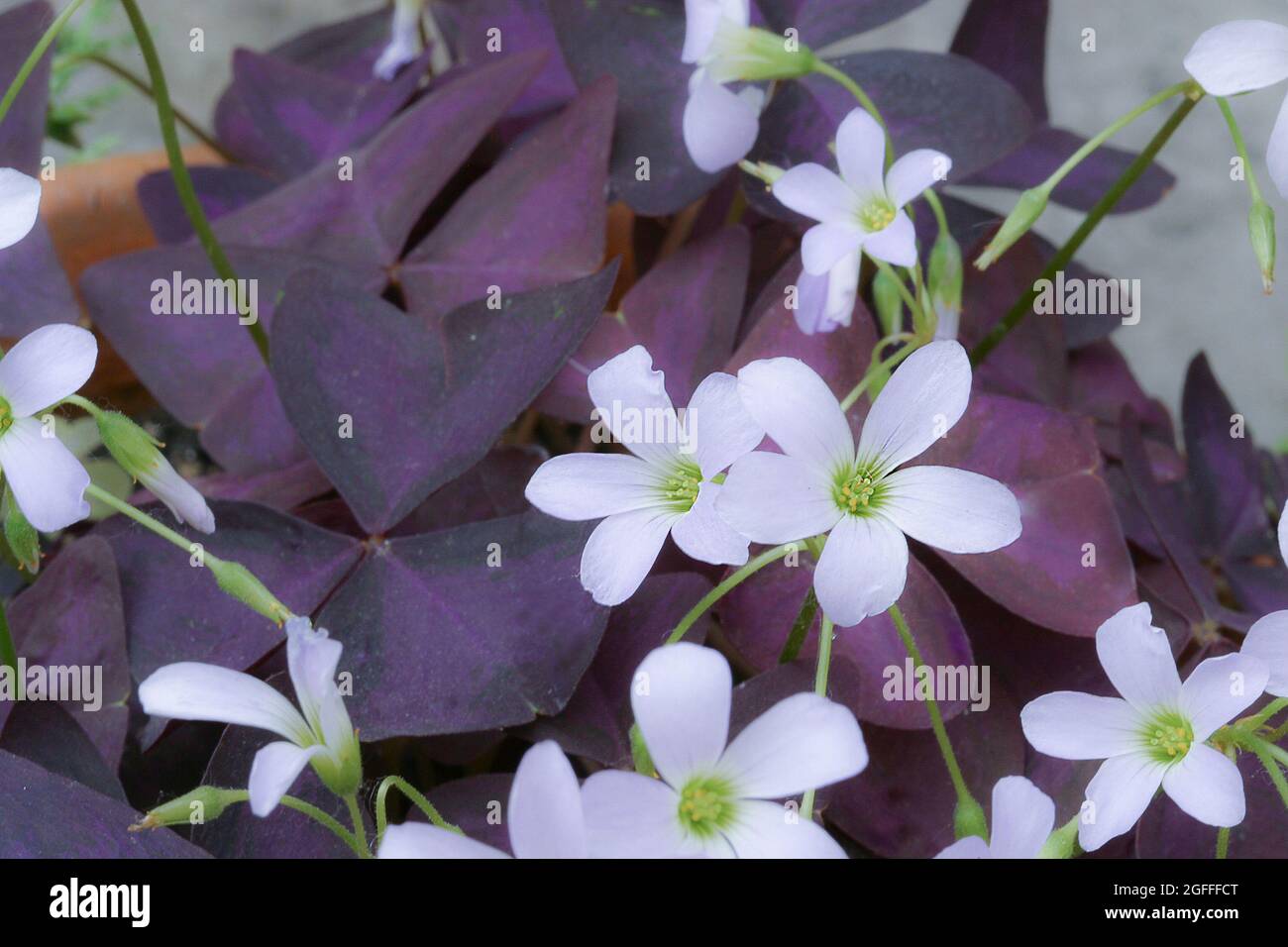 Oxalis flowers and purple leaves growing in a garden Stock Photo - Alamy