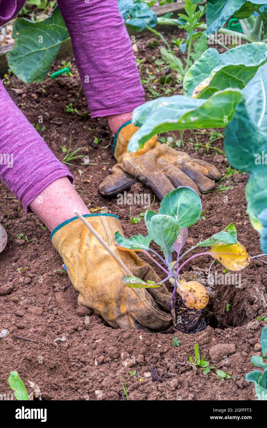English sprouts hi-res stock photography and images - Alamy