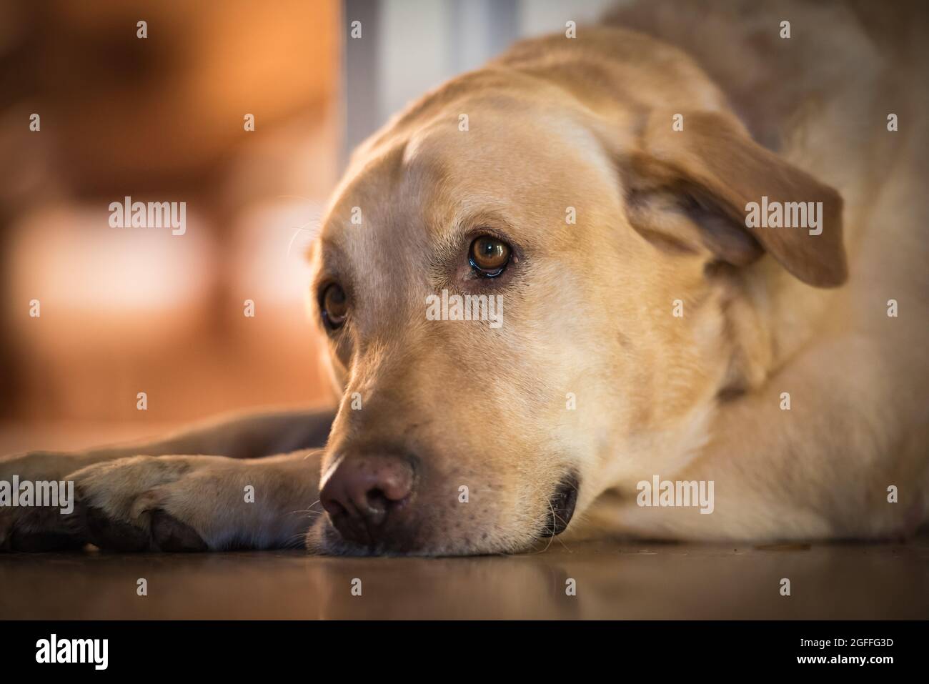 Gentle retriever hi-res stock photography and images - Alamy