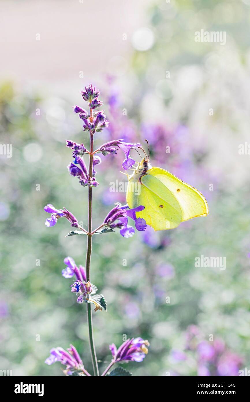 Lemon pink wing hi-res stock photography and images - Alamy