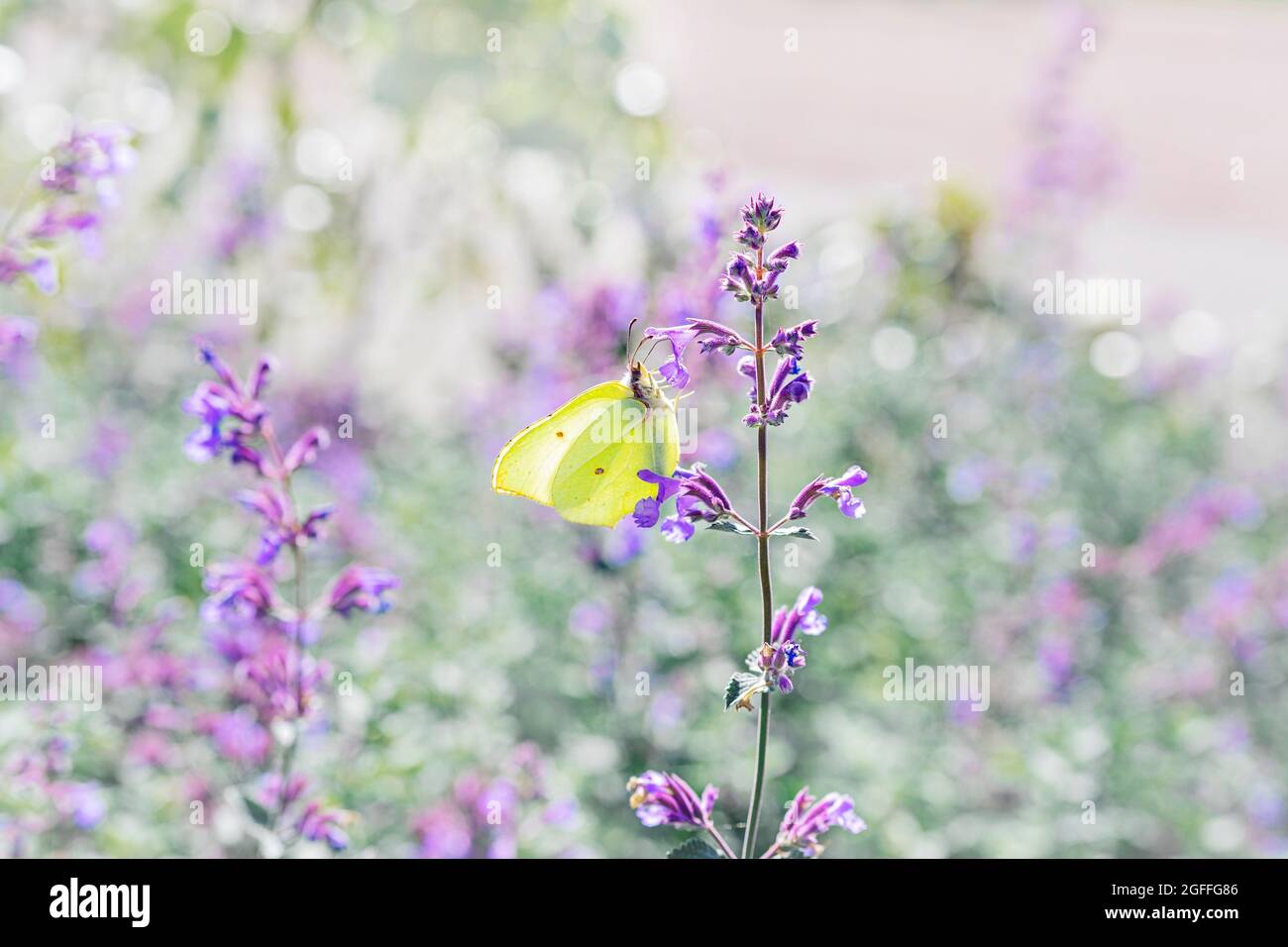 Closeup lemon-yellow butterfly on purple blooming flower against ...