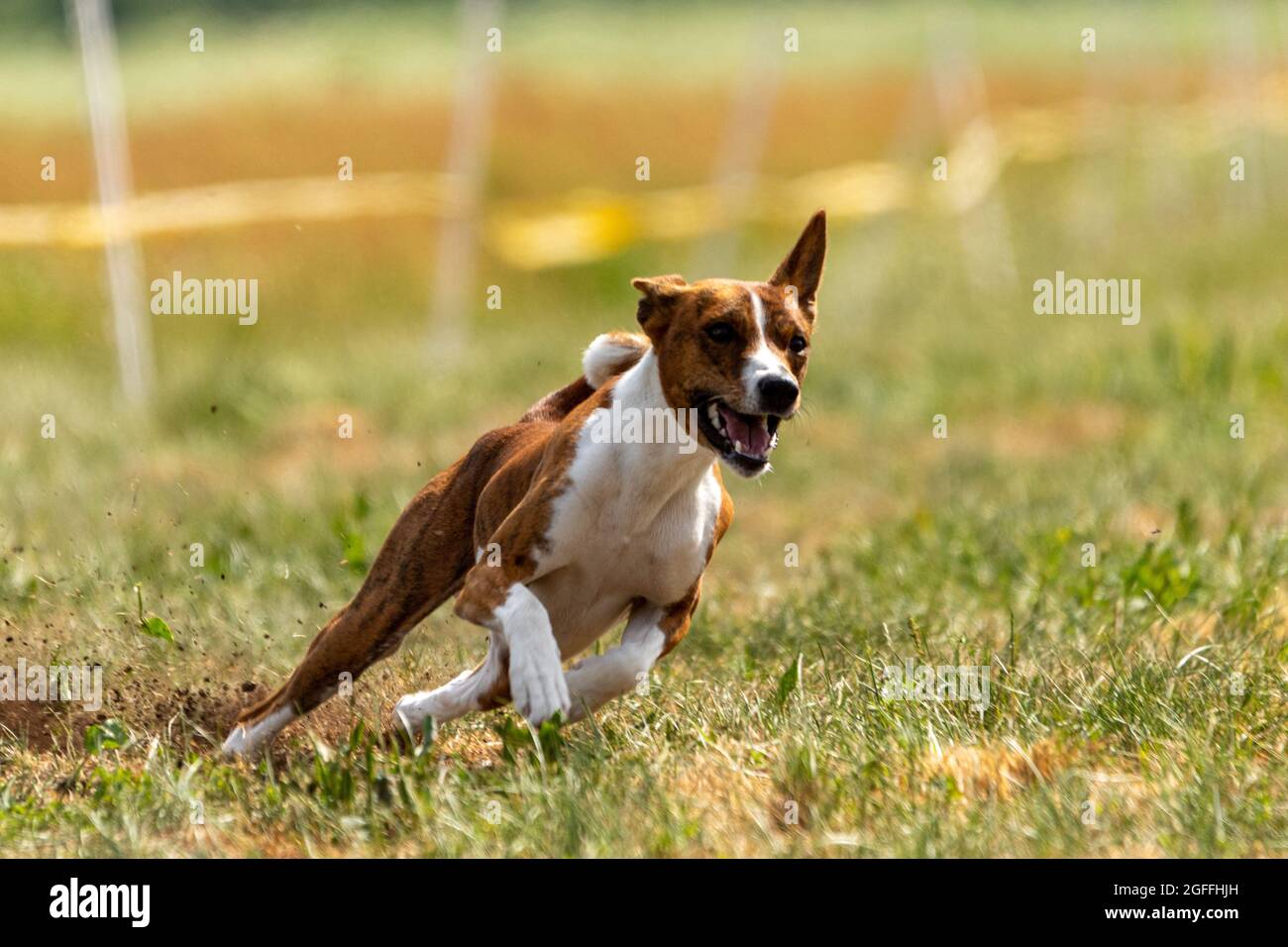 Basenji running full speed at lure coursing sport competition Stock ...