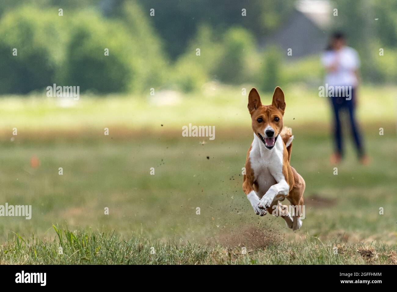 Basenji running full speed at lure coursing sport competition Stock ...