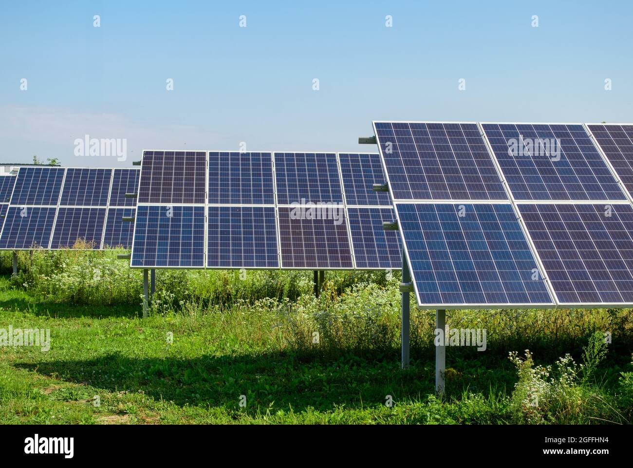 Solar panels rows front view above green grass under clear blue sky on ...