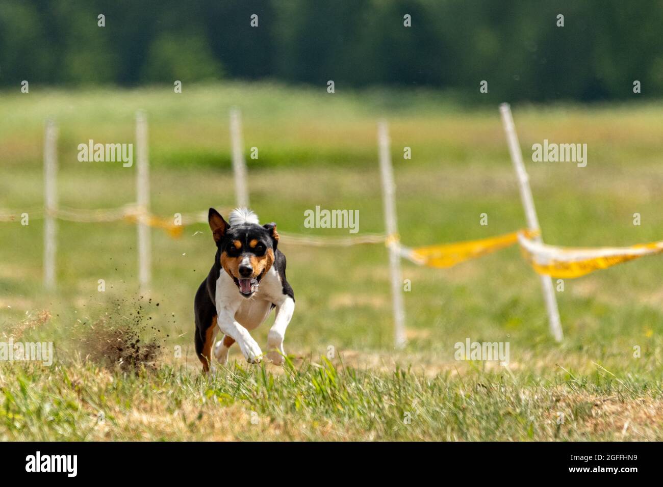 Basenji running full speed at lure coursing sport competition Stock ...