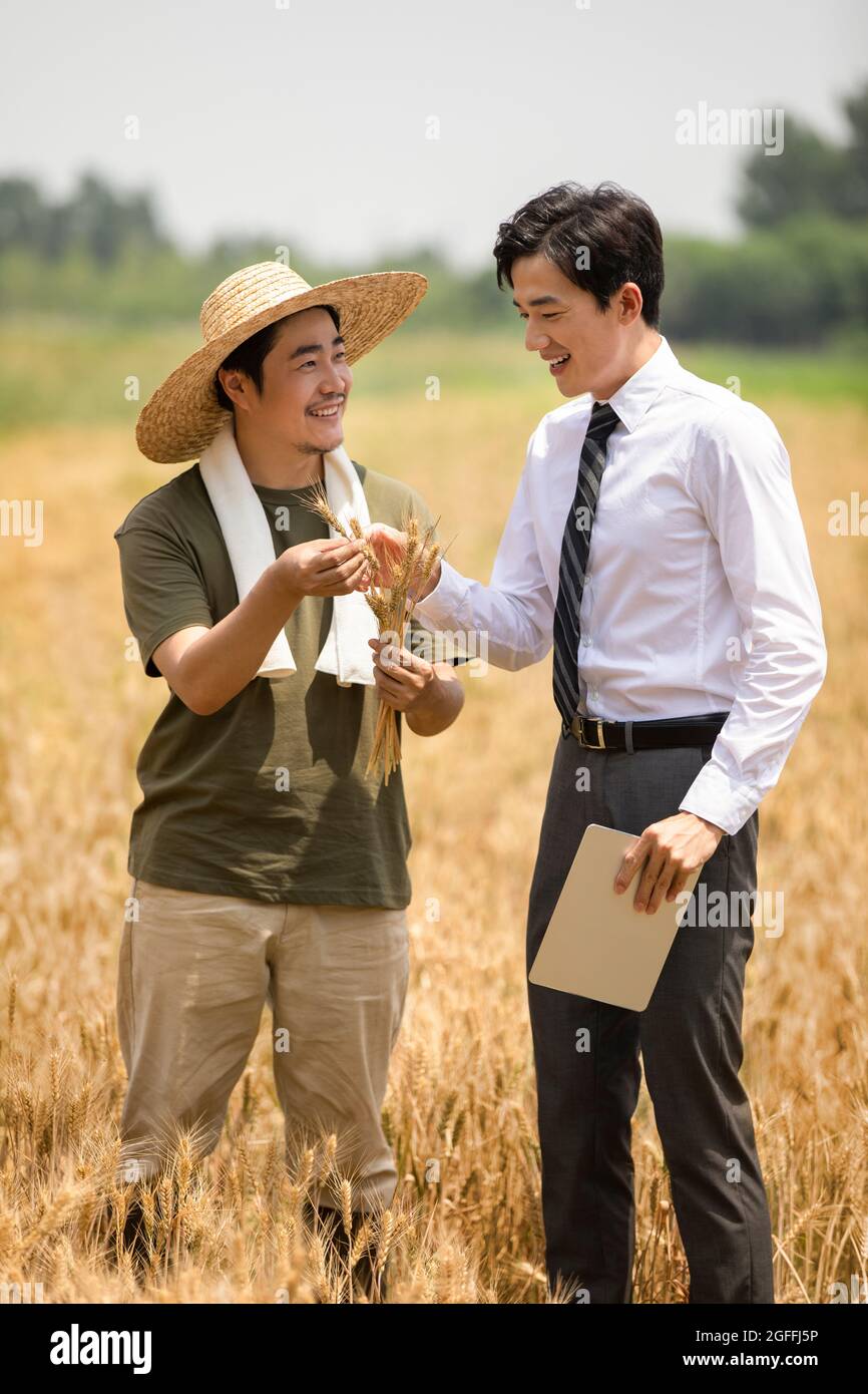 Farmer talking with businessman in wheat field Stock Photo - Alamy