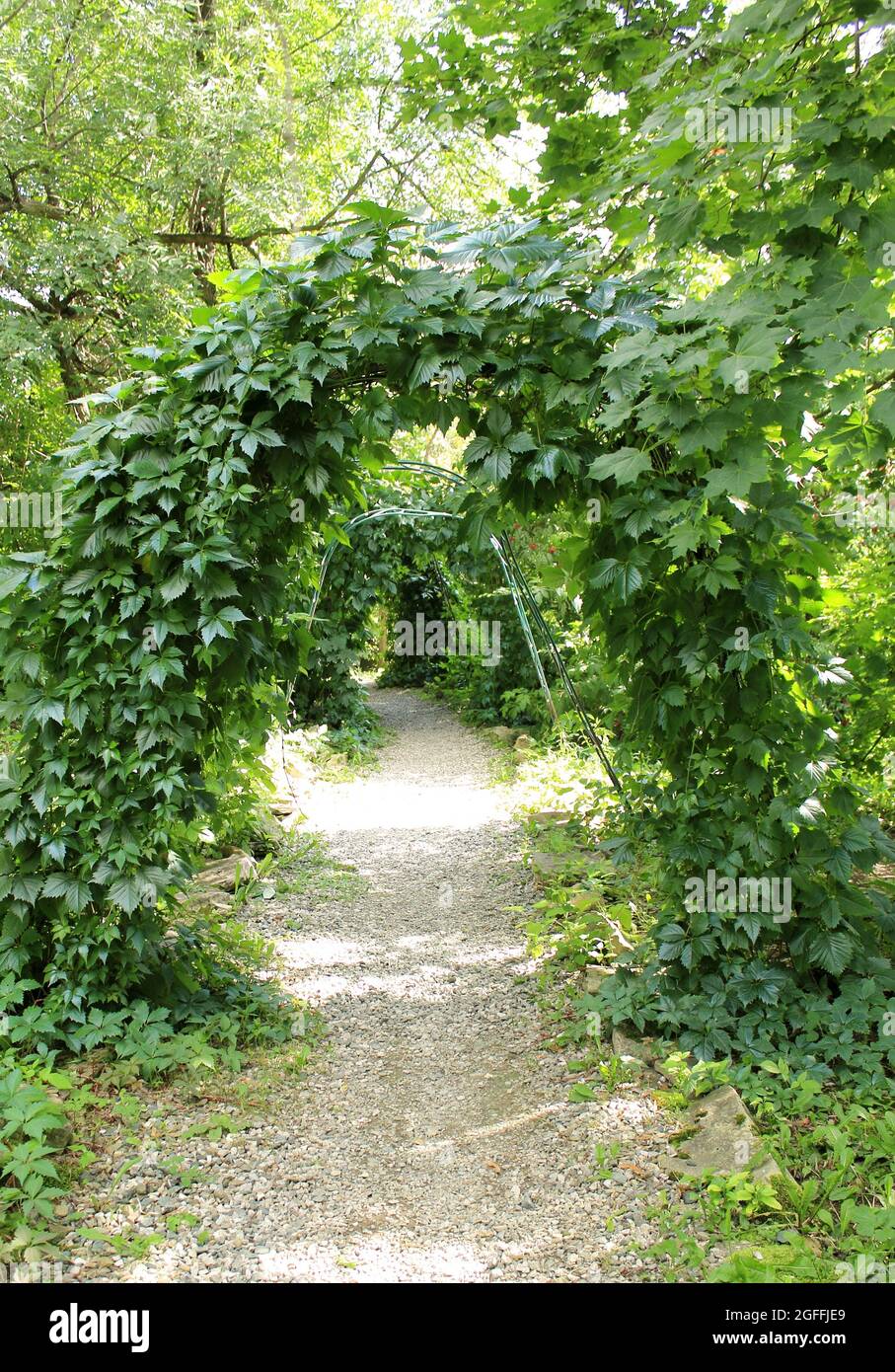 A path and an arch covered with climbing plants on summer. Landscape ...